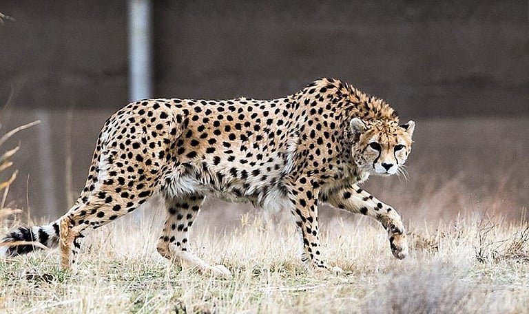 Asiatic Cheetahs are fast becoming extinct; less than 50 alive