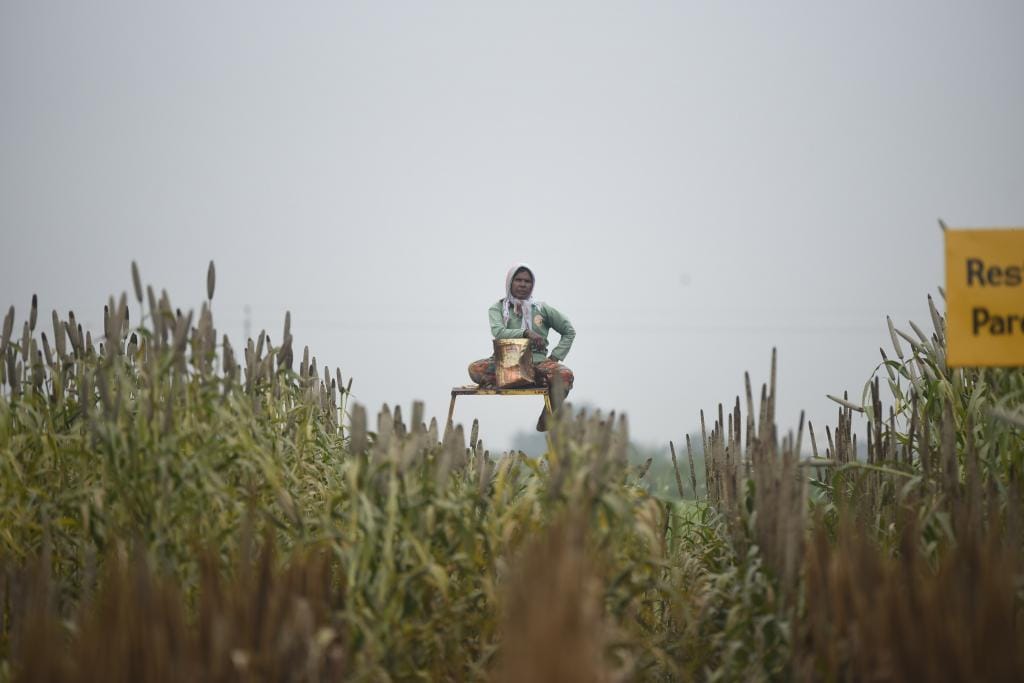 Millets make a comeback in rural areas