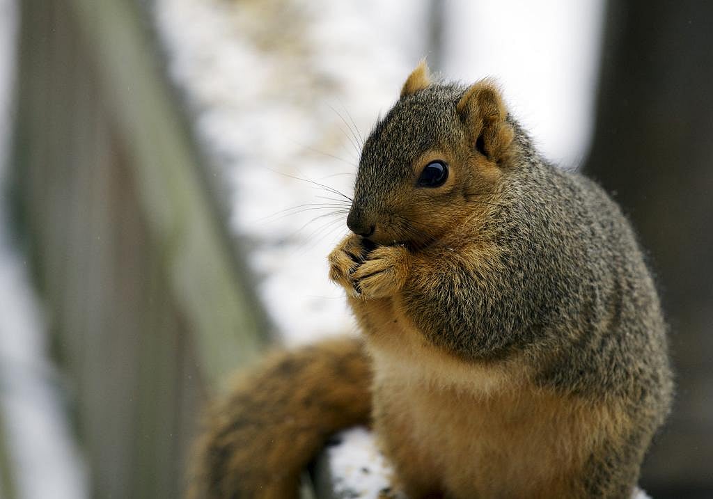 Squirrels now use plastic to build their nests
