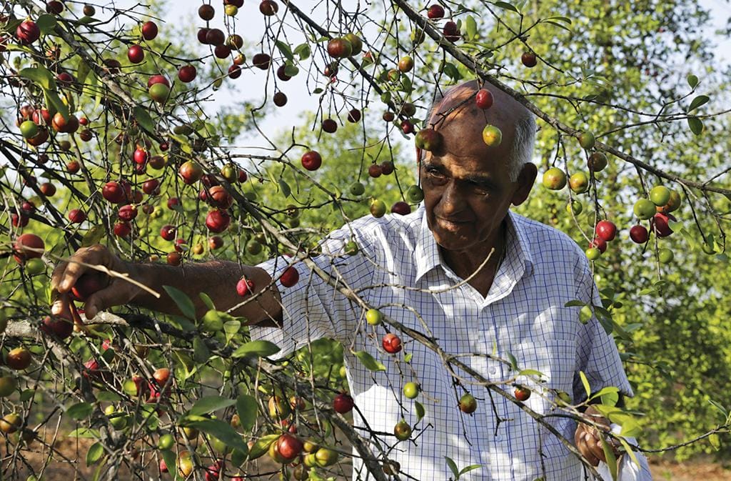 Tree-borne oilseeds can reduce India's import dependency