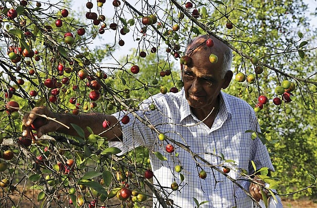 Tree-borne oilseeds can reduce India's import dependency