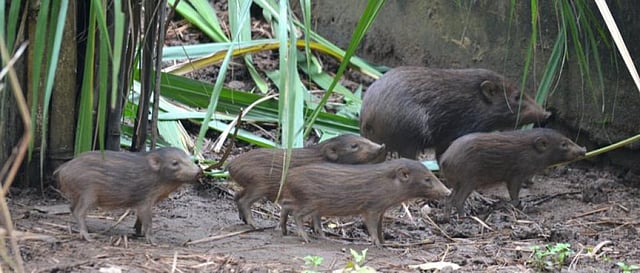 The pygmy hog: to the brink of extinction and back