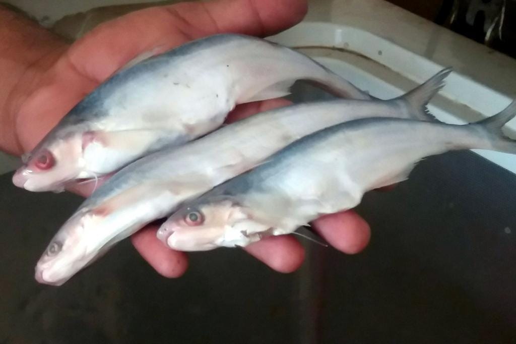 Kabul river’s famous Sher Mahi fish in peril