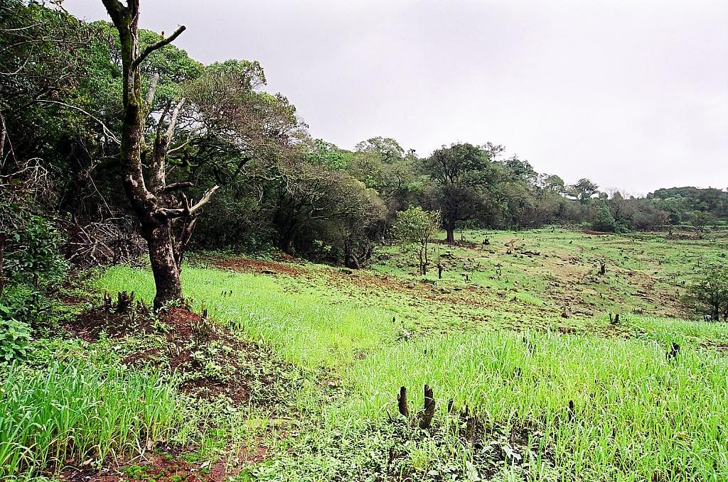 Kerala must opt for heat-tolerant rice varieties for better yield: Study