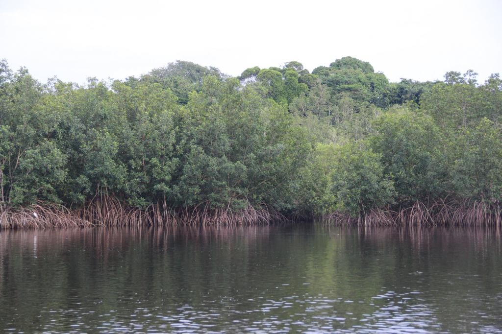 Gabon destroys Africa's single most extensive mangrove area for ...