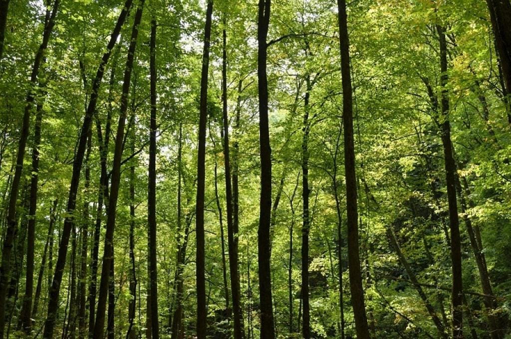 Uttar Pradesh grants 3 forest villages revenue status under FRA