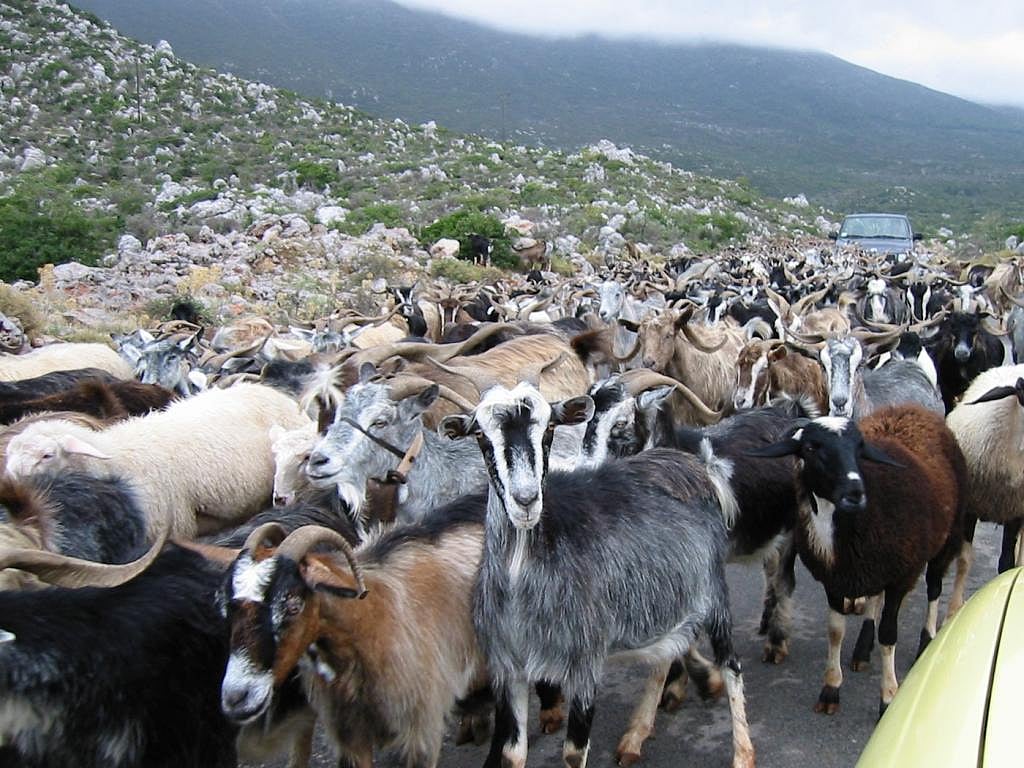 How resilient are indigenous goats to climate change