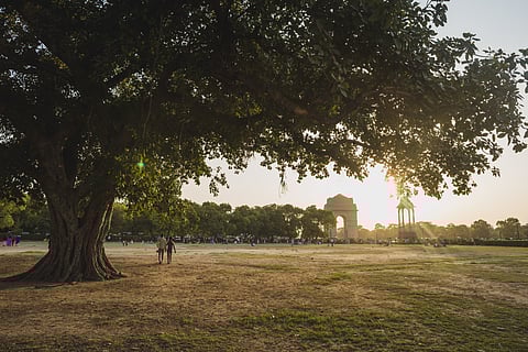 Heritage Trees of Delhi