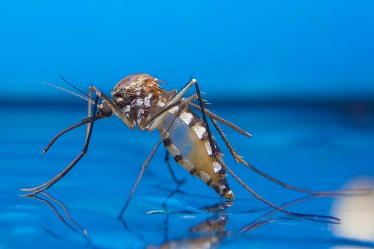 Microplastics are getting into mosquitoes and contaminating new food chains