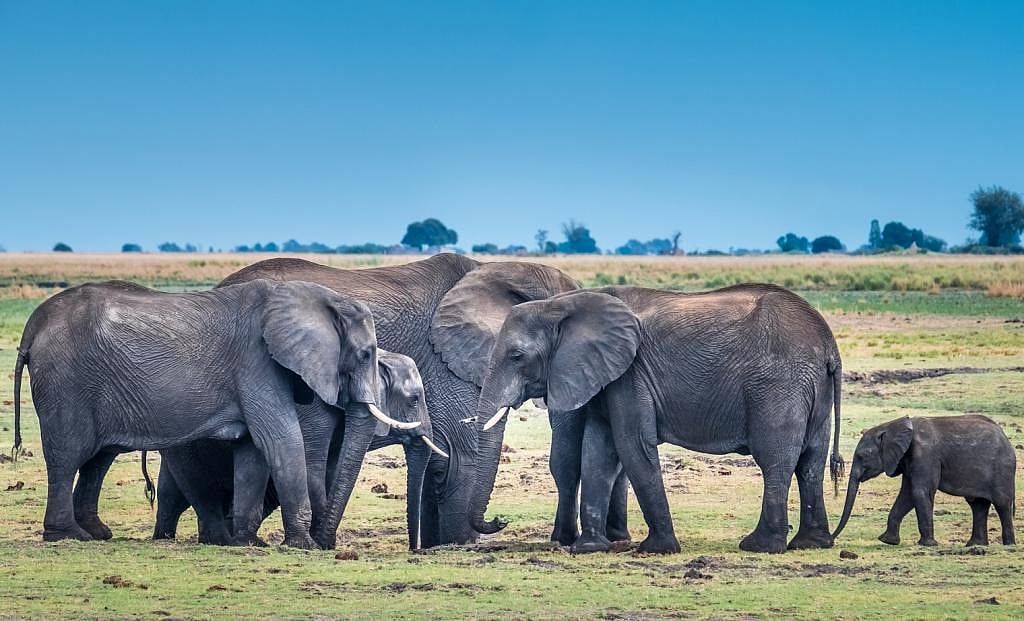 Mystery behind the cracks on African bush elephants’ skin decoded
