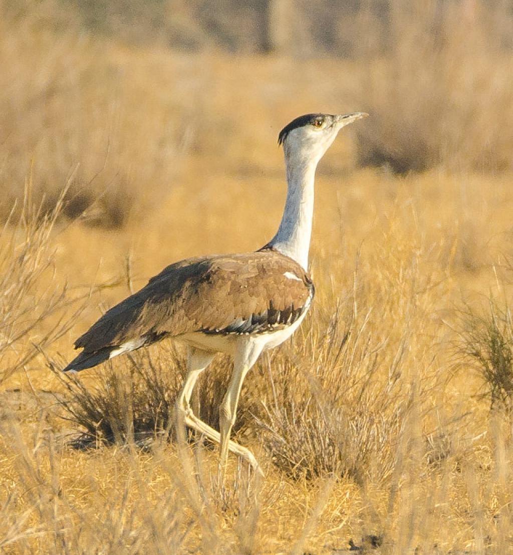One of the first Great Indian Bustard chicks of this year’s breeding ...