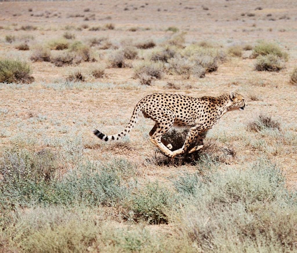The fate of the Cheetah Reintroduction Plan hangs in the balance