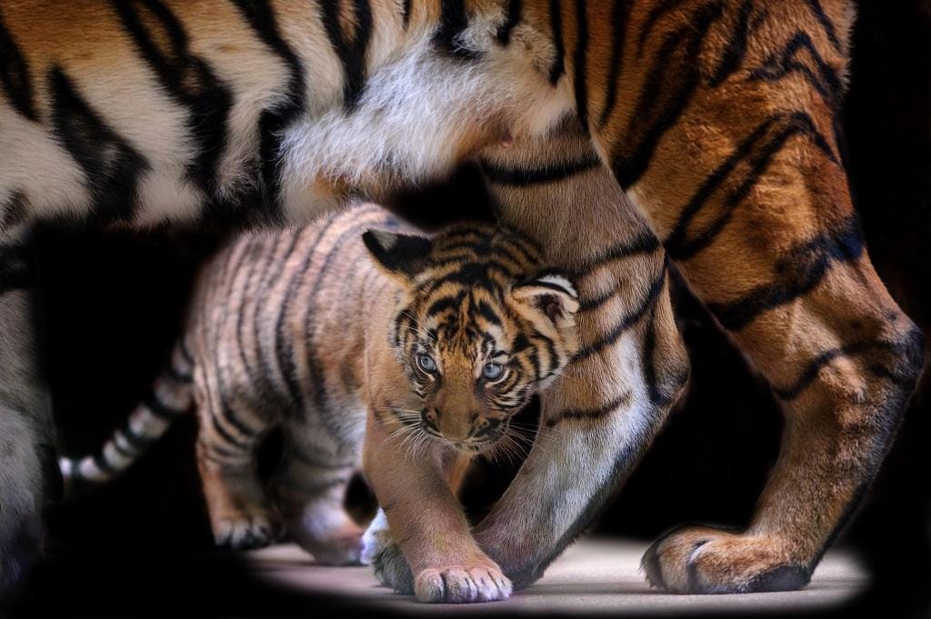 10 years since St Petersburg Declaration, hopes for doubling tiger ...