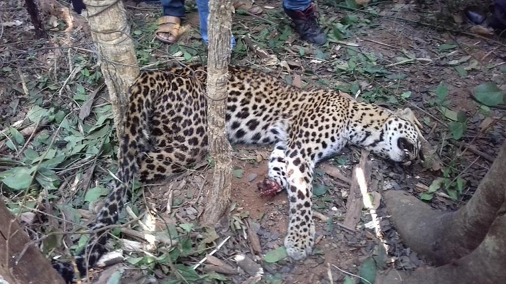Leopard dies after getting caught in poachers’ trap in Odisha