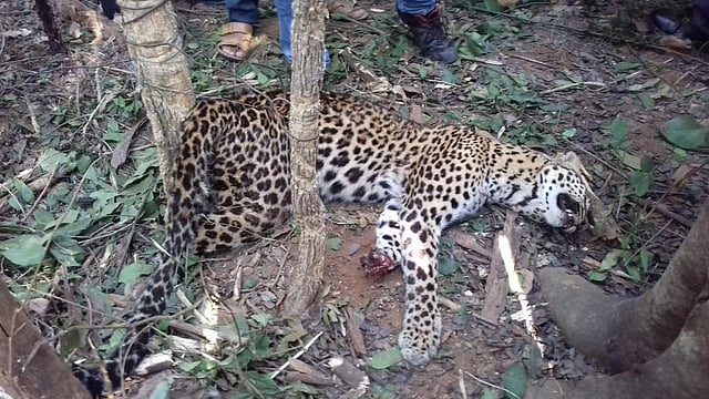 Leopard dies after getting caught in poachers’ trap in Odisha