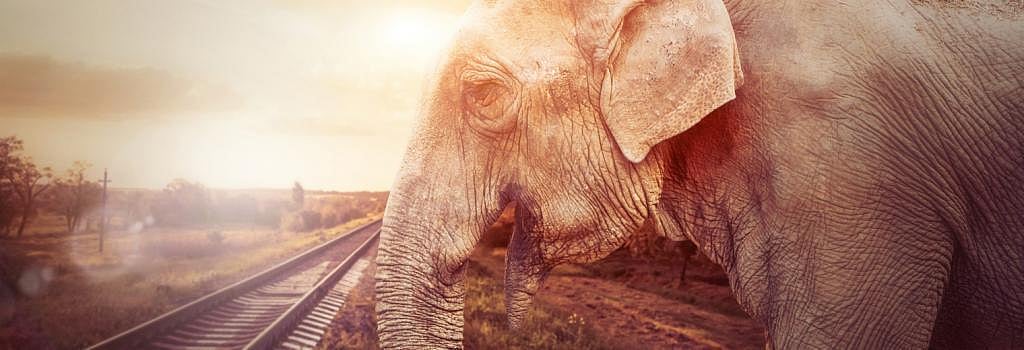 How to save India’s elephants from killer rail tracks
