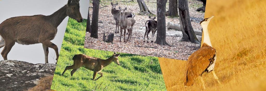 State animals and birds: Do they make a difference to conservation?