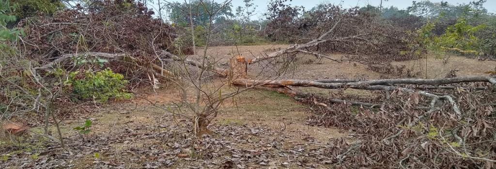 ‘Give us our forest back’
