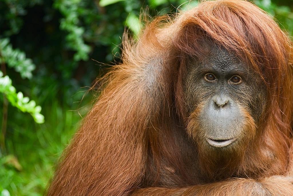 India’s only orangutan seriously ill in Odisha’s Nandankanan zoo
