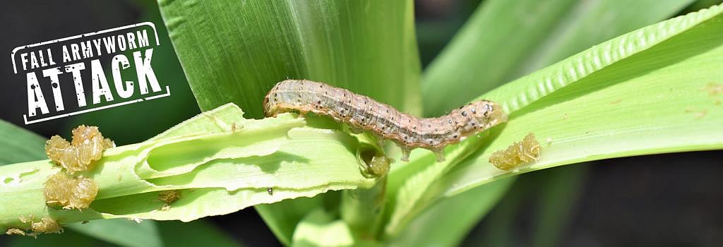 Fall Armyworm attack: 'It is the biggest pest attack ever'