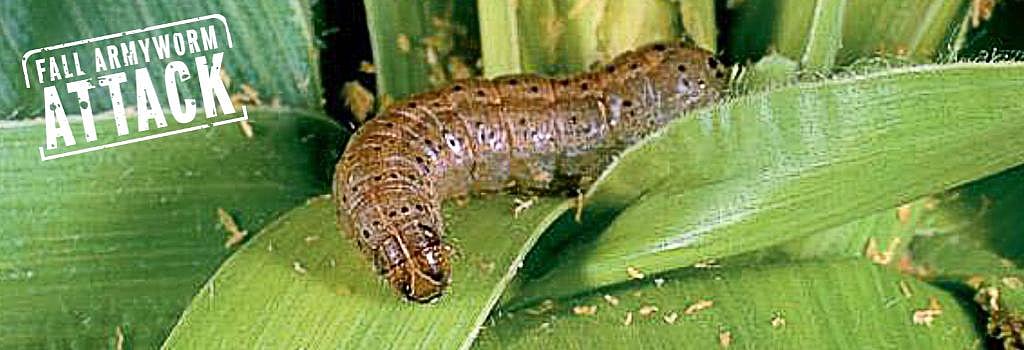 Fall Armyworm attack: Odisha braces itself for the pest