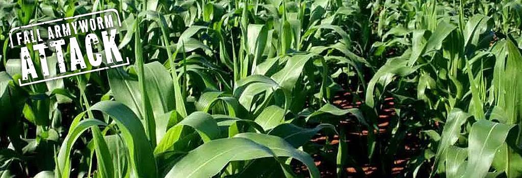 Fall Armyworm attack: Uganda’s concerted efforts at curbing infestation