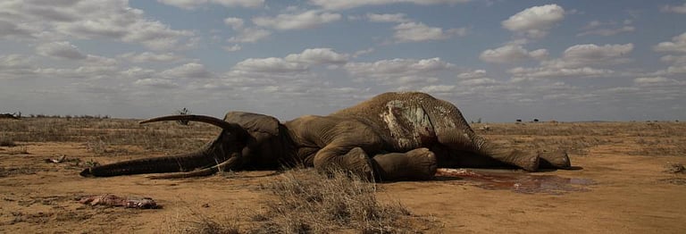 Guns, snares and bulldozers: New map reveals hotspots for harm to wildlife