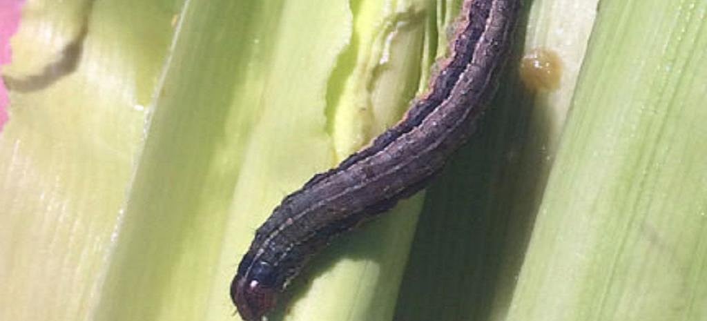 Fall Armyworm attack: Dependence on maize hits Telangana farmers hard