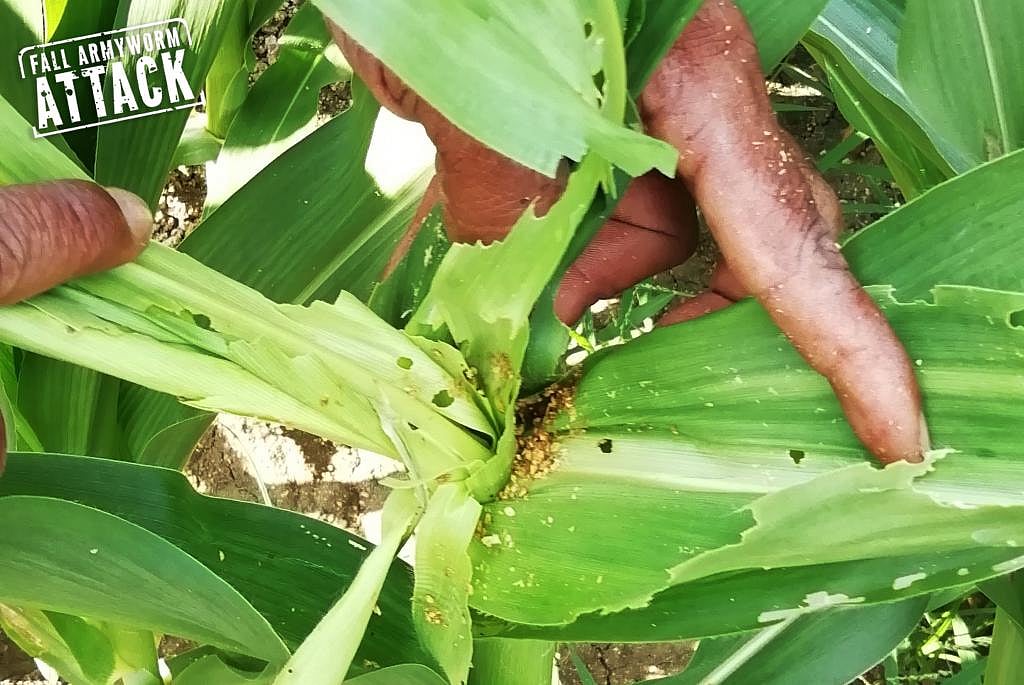 All you need to know about Fall Armyworm attack on India, Africa