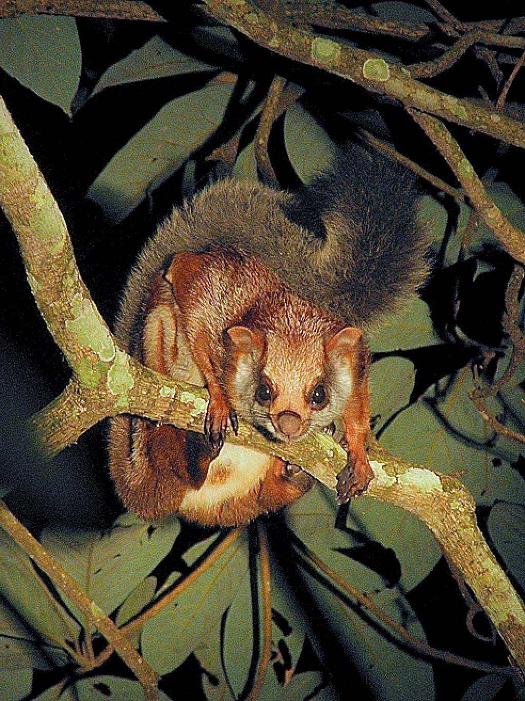 Indian Giant Flying Squirrel