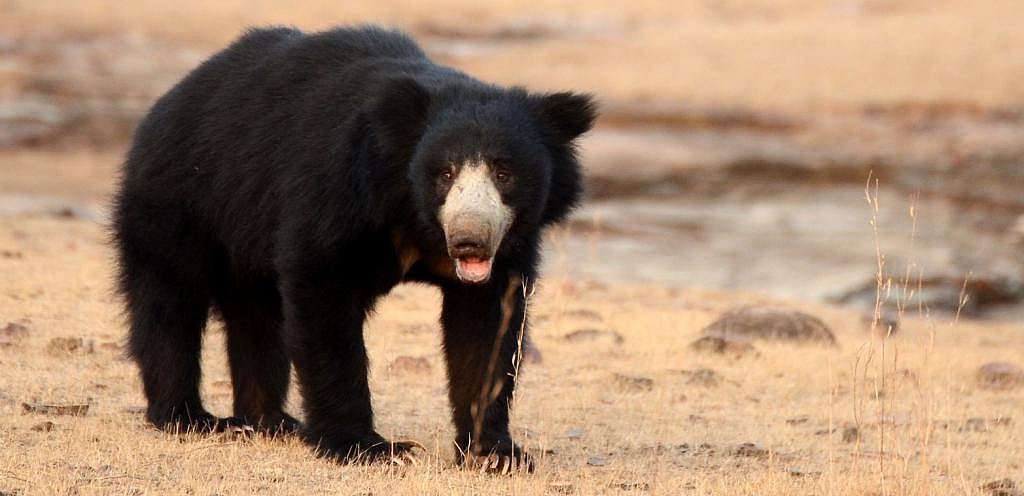 India Eco Watch: Major ecological happenings of the week (Apr 1-7)