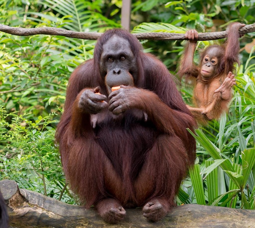 Astro-ecology: Counting orangutans using star-spotting technology