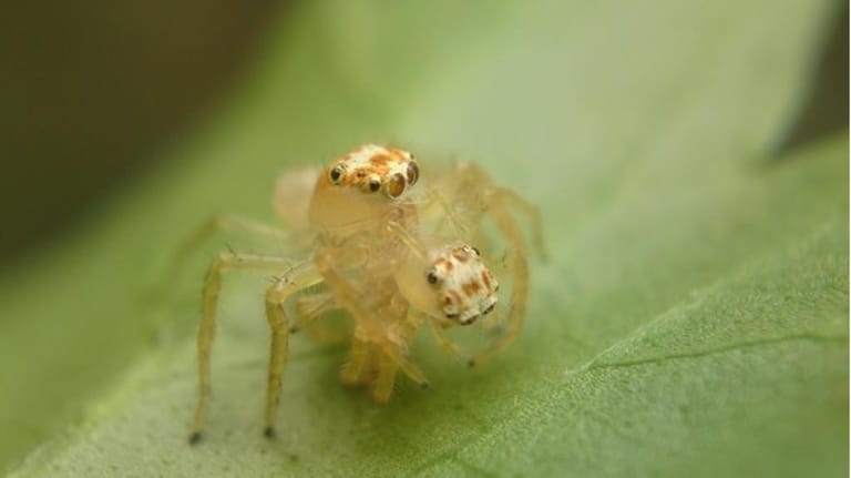 A peek into the secret lives of Indian spiders