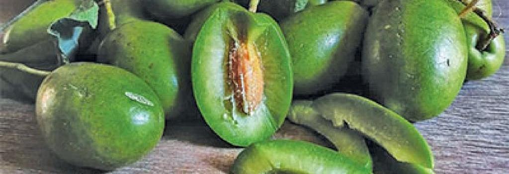 Indian olives: The most under-utilised fruit crop