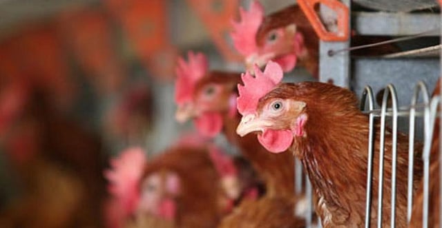 Are new draft rules on antibiotics in poultry enough?