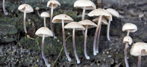 Fungi May Get Its Own Kingdom 'Funga' for Conservation: Proposal to Be ...