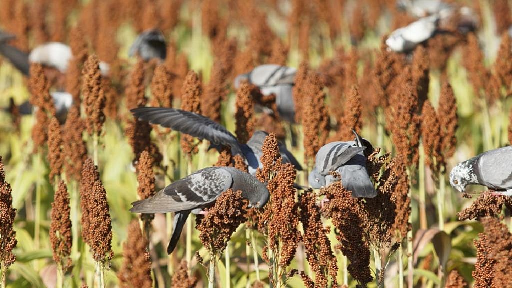 Birds impacting agricultural crops a major concern