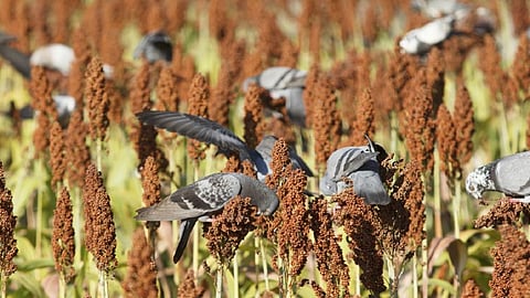 Birds impacting agricultural crops a major concern