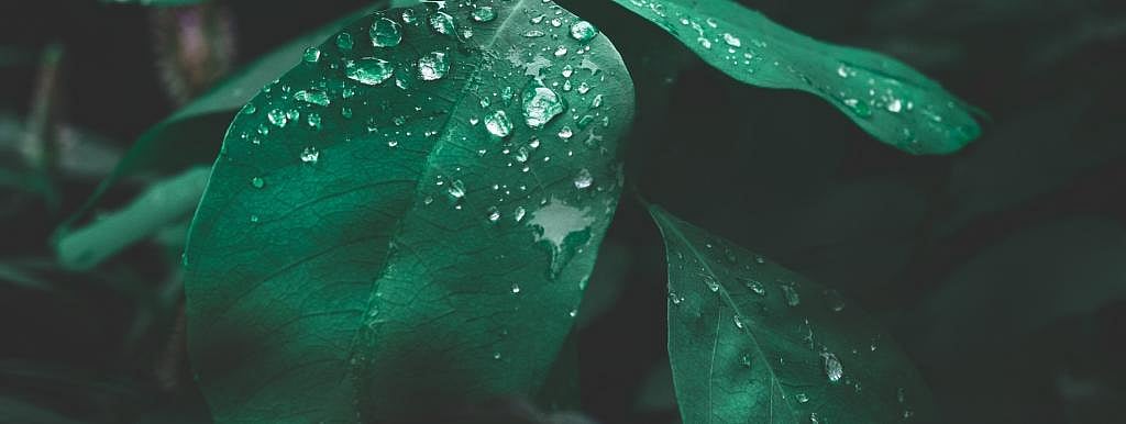 How plants breathe and how that can help humans