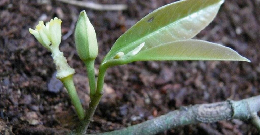 Researchers discover new tree species in Tanzania mountains