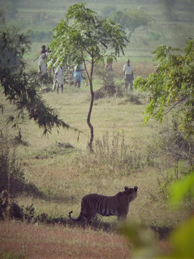 Run-up to World Tiger Day: Can India become a tiger utopia?