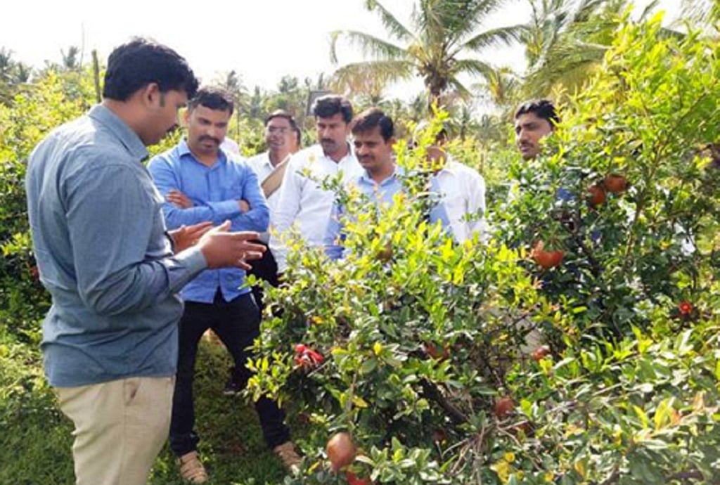 जानिए क्यों अब अनार नहीं पड़ेगा बीमार