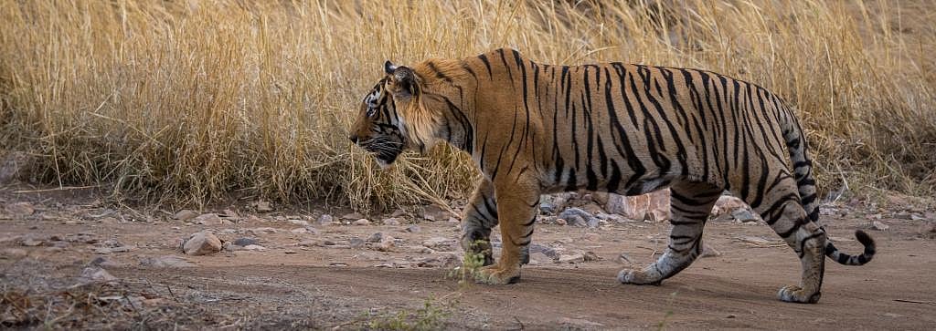 124 tigers poached every year for 18 years in Asia: Report