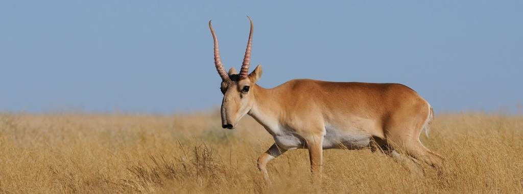 CITES CoP 2019: Critically endangered saiga antelope not to get highest ...