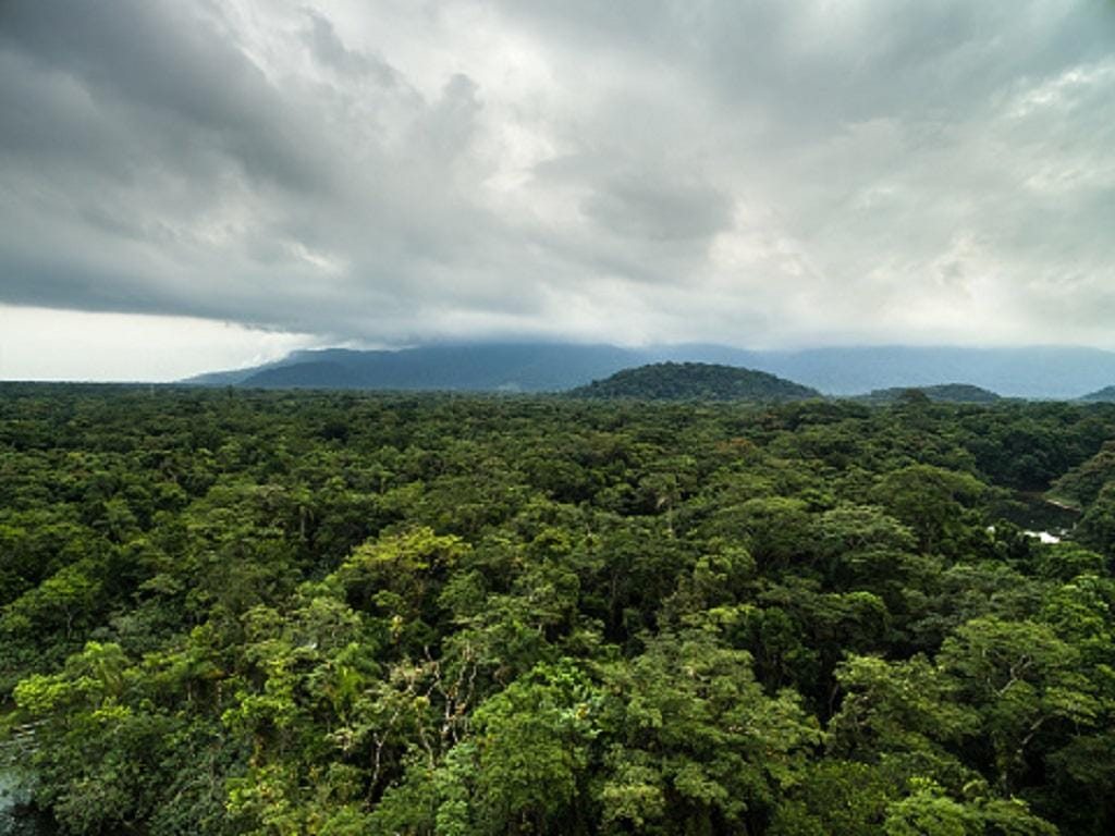 Study highlights need to avoid landscape changes near forest areas