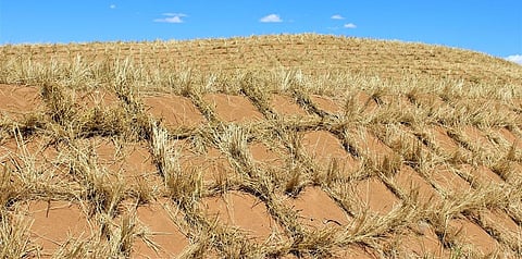 How communities in China helped keep desertification at bay