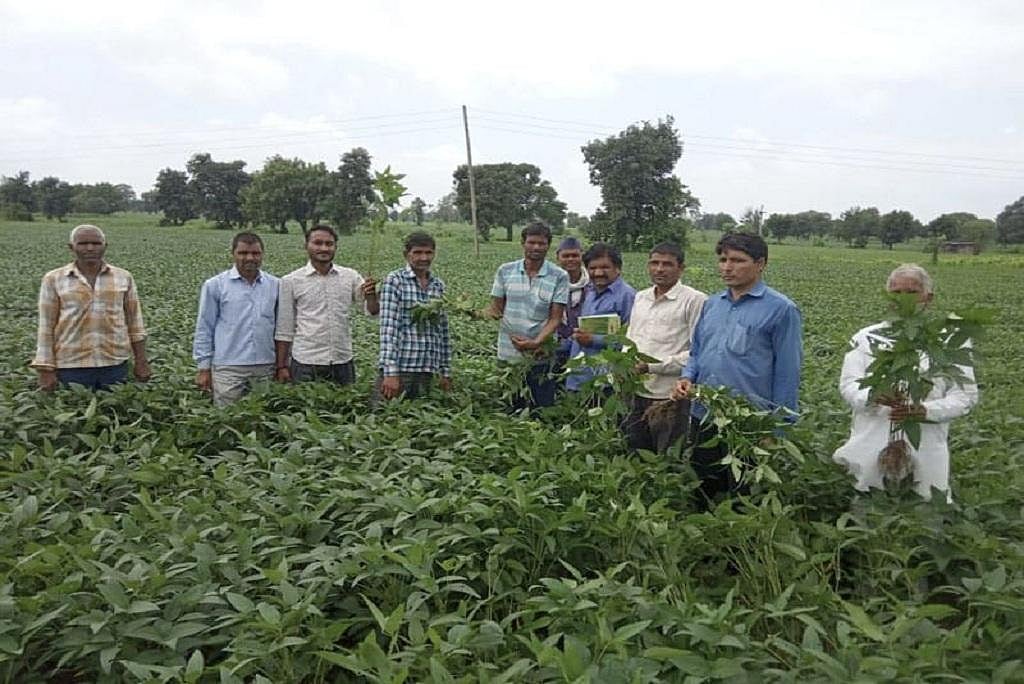 भारी बारिश से खराब हुई सोयाबीन की फसल, एमपी पर सबसे अधिक असर