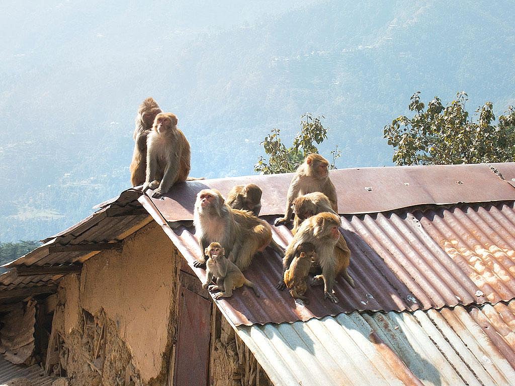 खौफ का साया