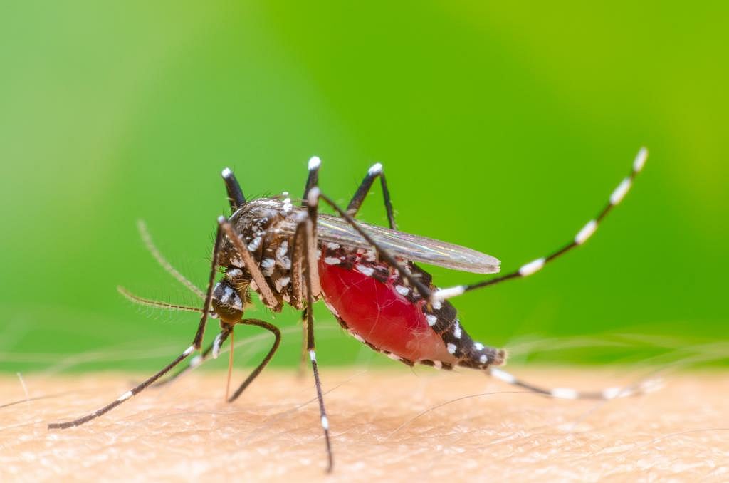 Genetically modifying mosquitoes to control the spread of disease ...