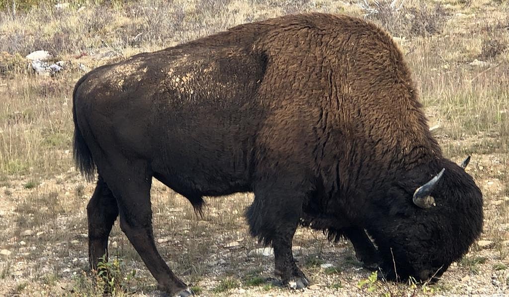 Wood Buffalo National Park: A shining symbol of wild North America